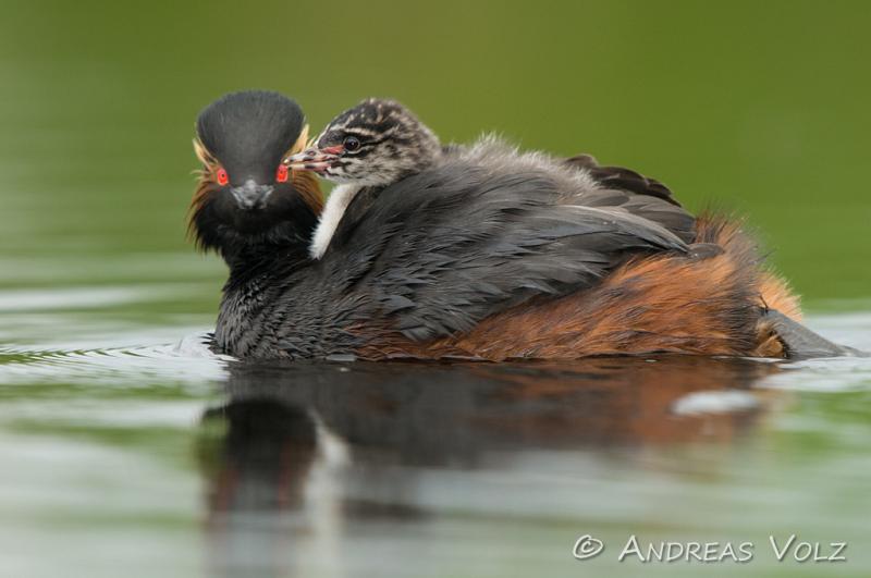 Lappentaucher - Andreas Volz