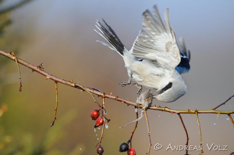 Würger - Andreas Volz