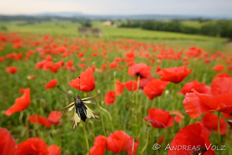 Provence - Andreas Volz